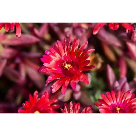 Delosperma Cooperi Desert Dancer Red - Ledeni Cvet
