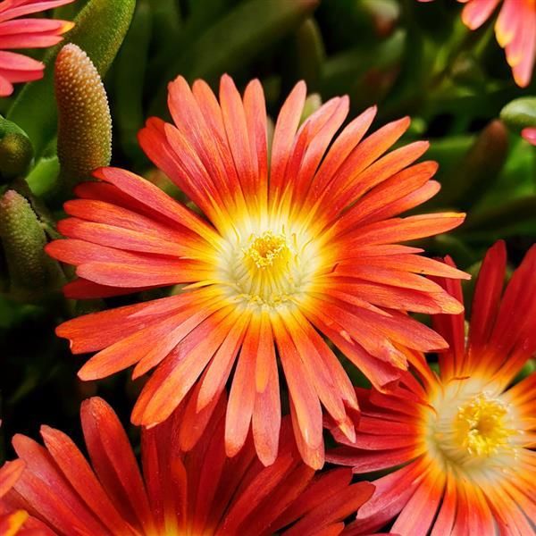 Delosperma Wheels Of Wonder Orange - Ledeni Cvet