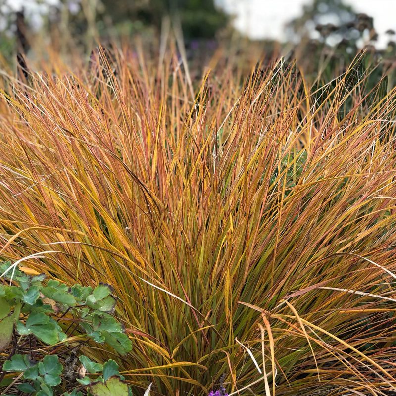 Stipa Siroko