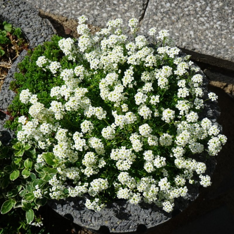 Alpski kres