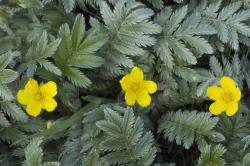 POTENTILA ANSERINA - PERENA