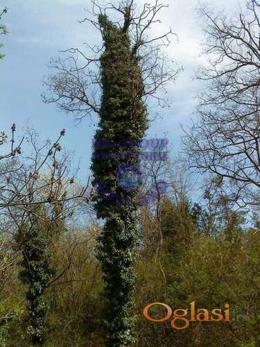 Plac u Sremskoj Kamenici