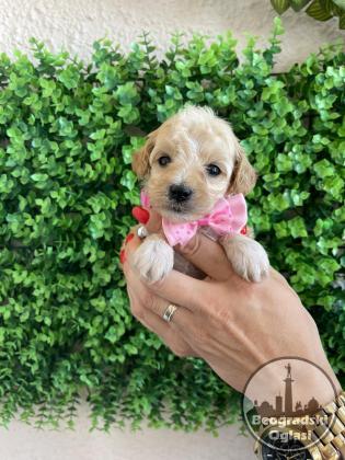 Maltipoo prelepi stenci