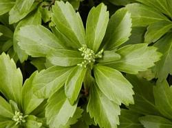 Pachysandra terminalis