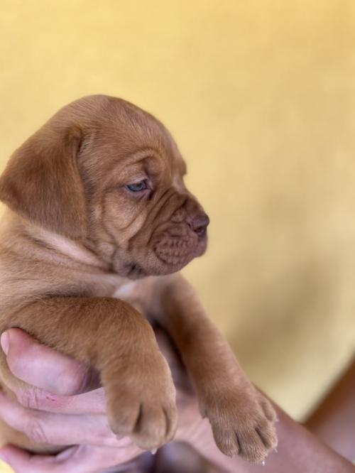 Bordoške DOGE ženke