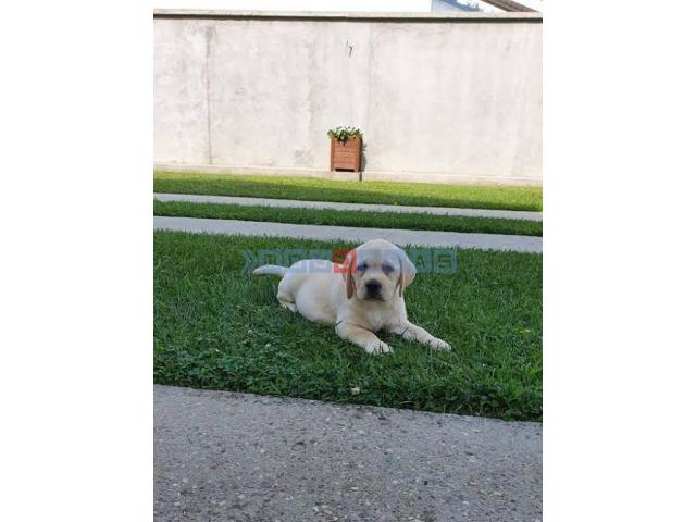 LABRADOR stenci