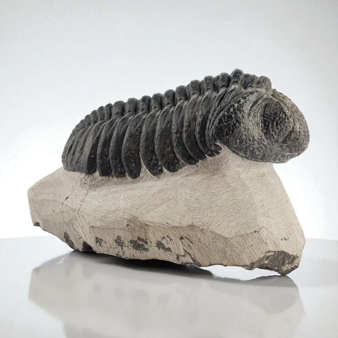 Trilobit Fosil 11cm #11747P3