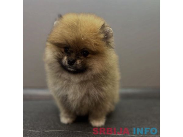 Štene pomeranskog špica uzrasta 3 meseca