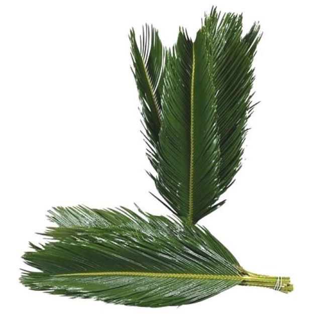 Dec.bunch Cycas 80cm