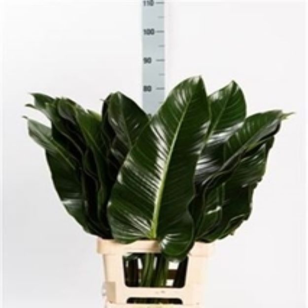 Dec.stem Philoden st tropez 70 cm