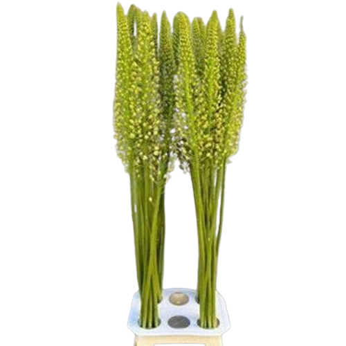 Eremurus Alaska 105cm