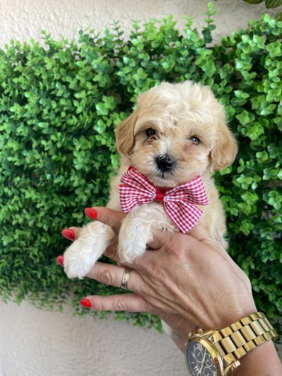 Maltipoo štenci Srbija