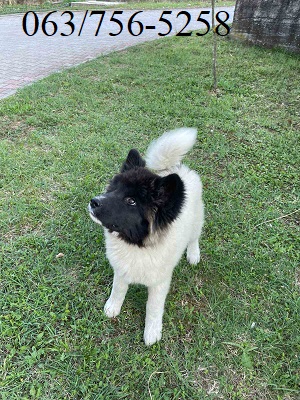 Američka Akita