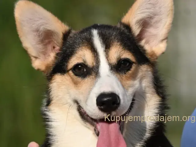 Velski korgi Welsh Corgi Pembroke