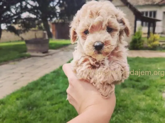 Maltipoo štenci