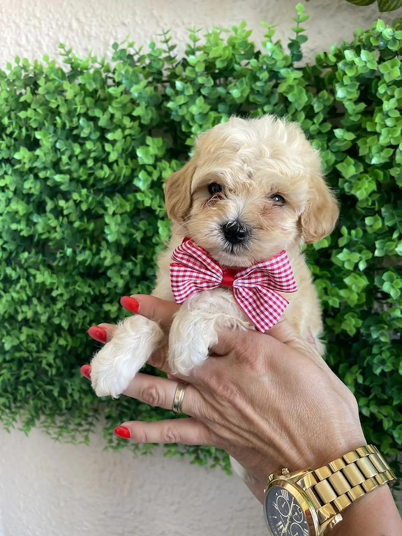 Maltipoo prelepi stenci