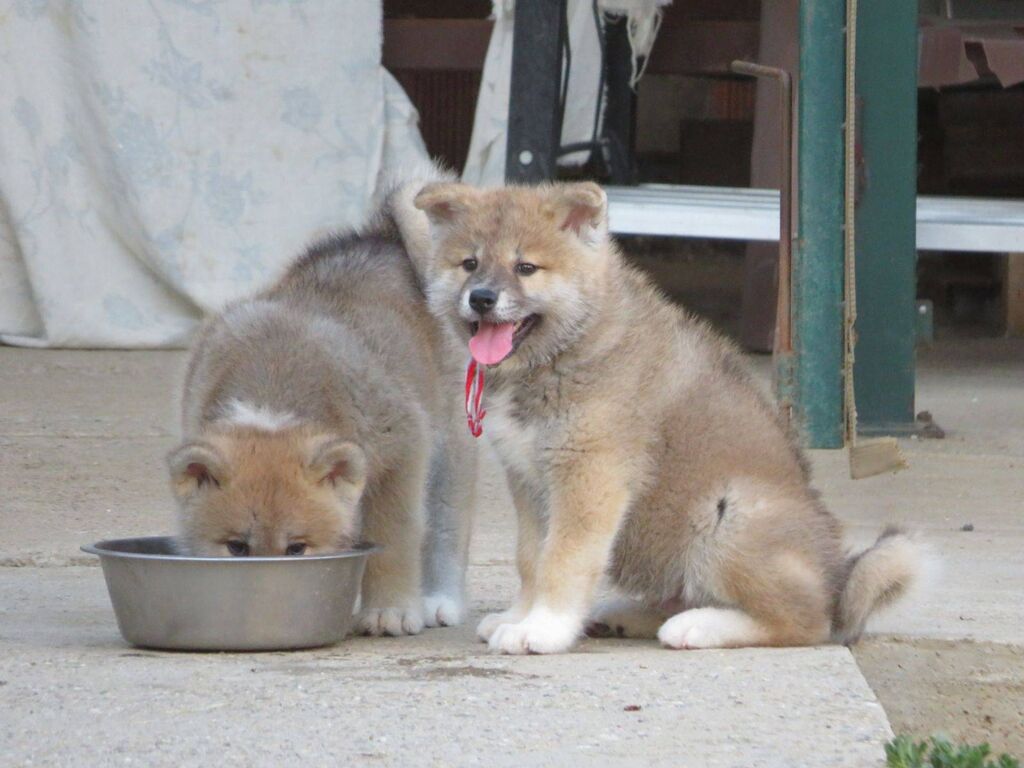 Prodajemo stence japanskih Akita Prodajemo stence japanskih Akita