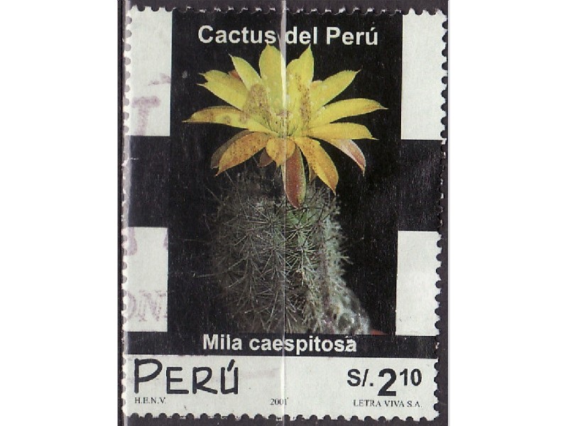 Peru - cveće 2001.
