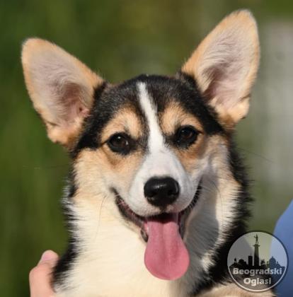 Velski korgi Welsh Corgi Pembroke