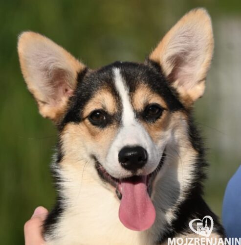 Velski korgi Welsh Corgi Pembroke