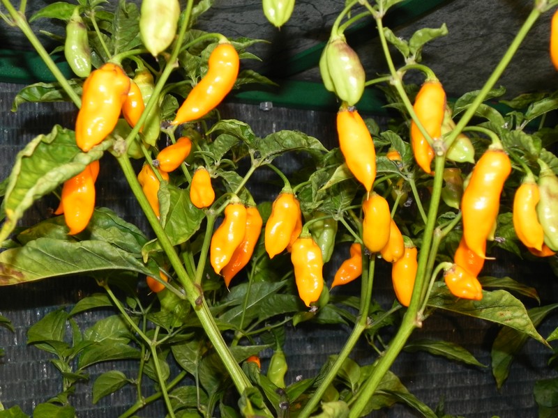 Datil