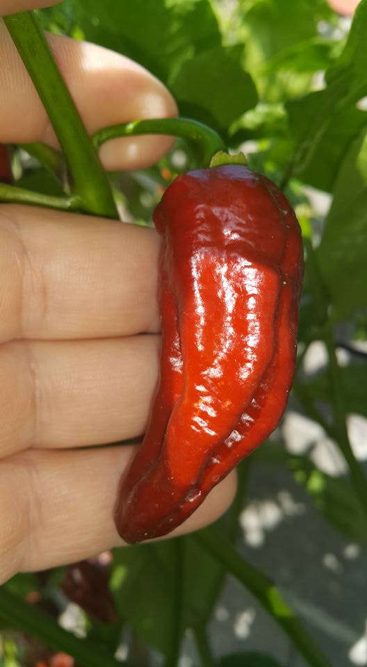 Fatalii Chocolate