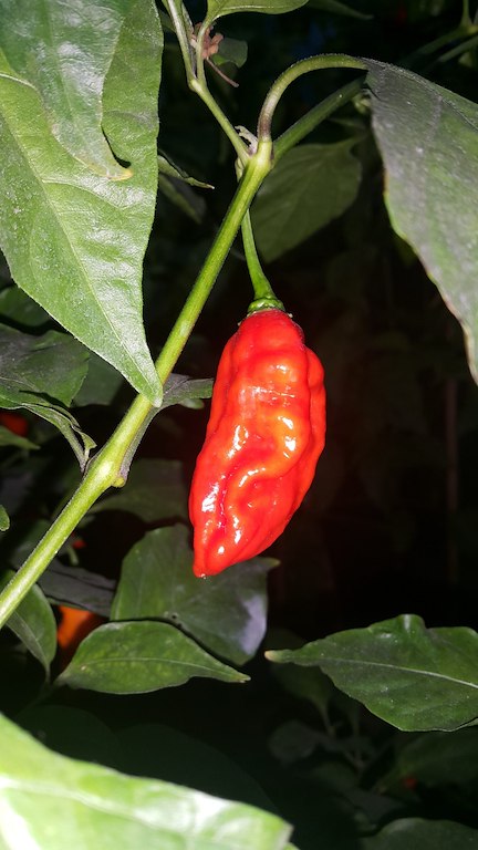 Fatalii Red
