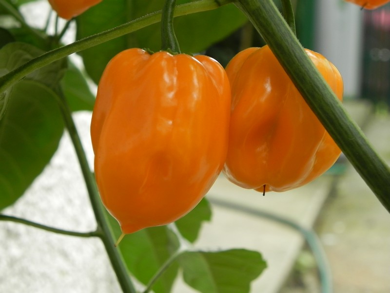 Habanero Orange