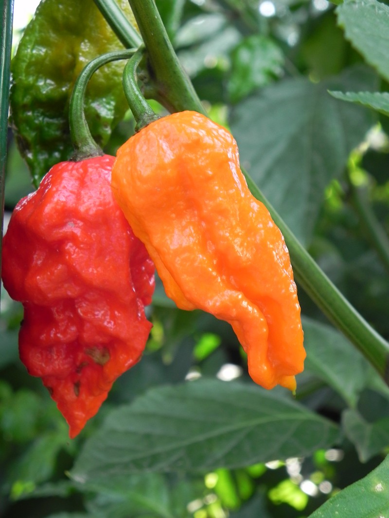 King Naga