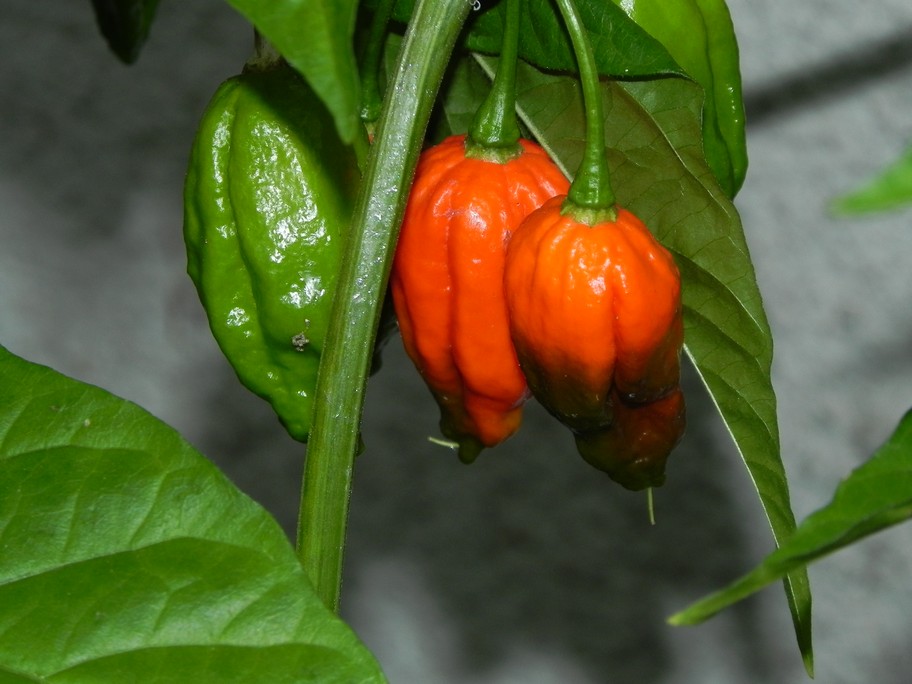 Naga Morich