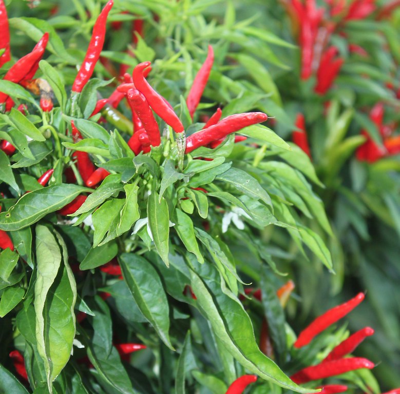 Poinsettia Pepper