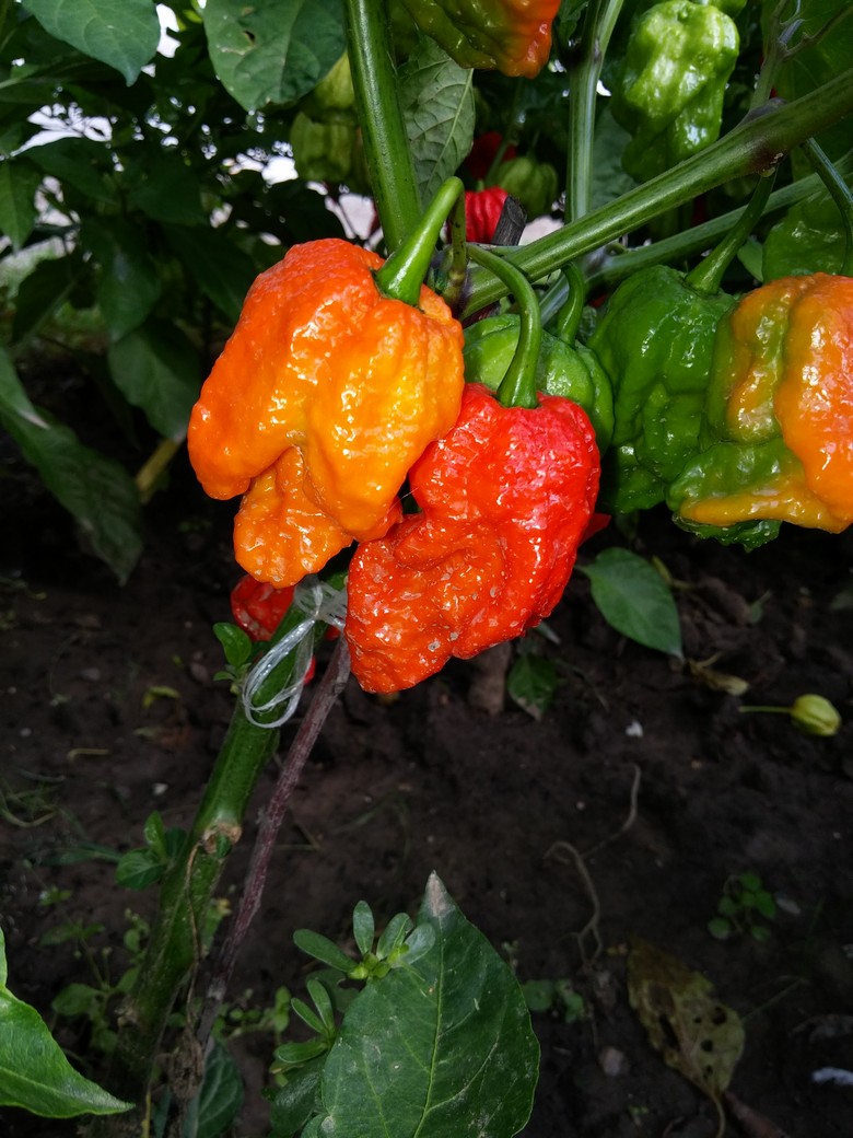 Red Bhutlah SLP
