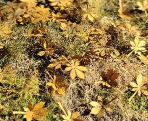 Model scene L3-207 Dry chestnut leaves