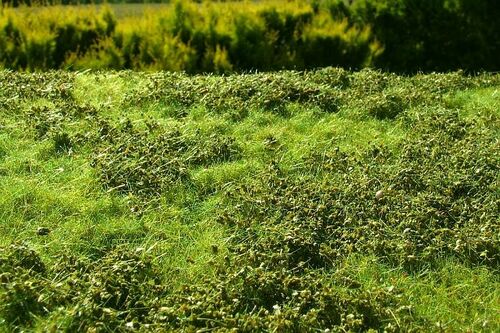 Model scene F501 Low Bushes - Spring