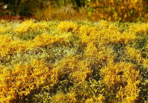 Model scene F564 Blooming meadow - Autumn