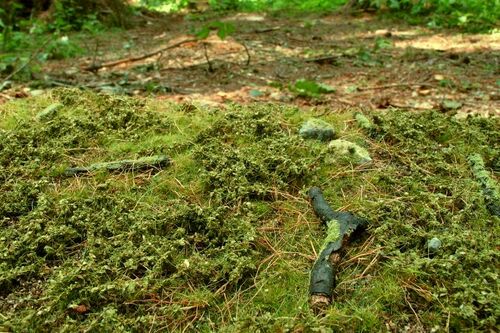 Model scene F601 Forest Base - Spring