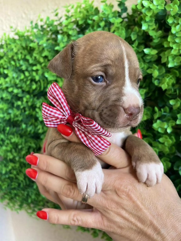 Pit Bull terijer prelepi stenci