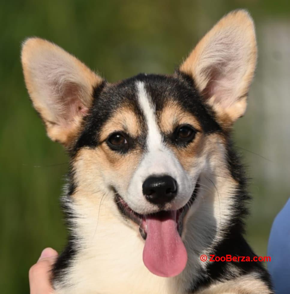 Velski korgi Welsh Corgi Pembroke