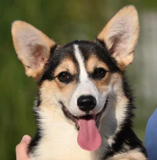 Velski korgi Welsh Corgi Pembroke Srbija