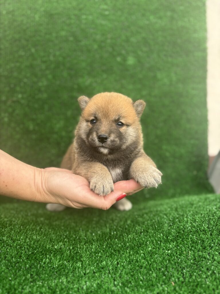 Shiba inu štenci