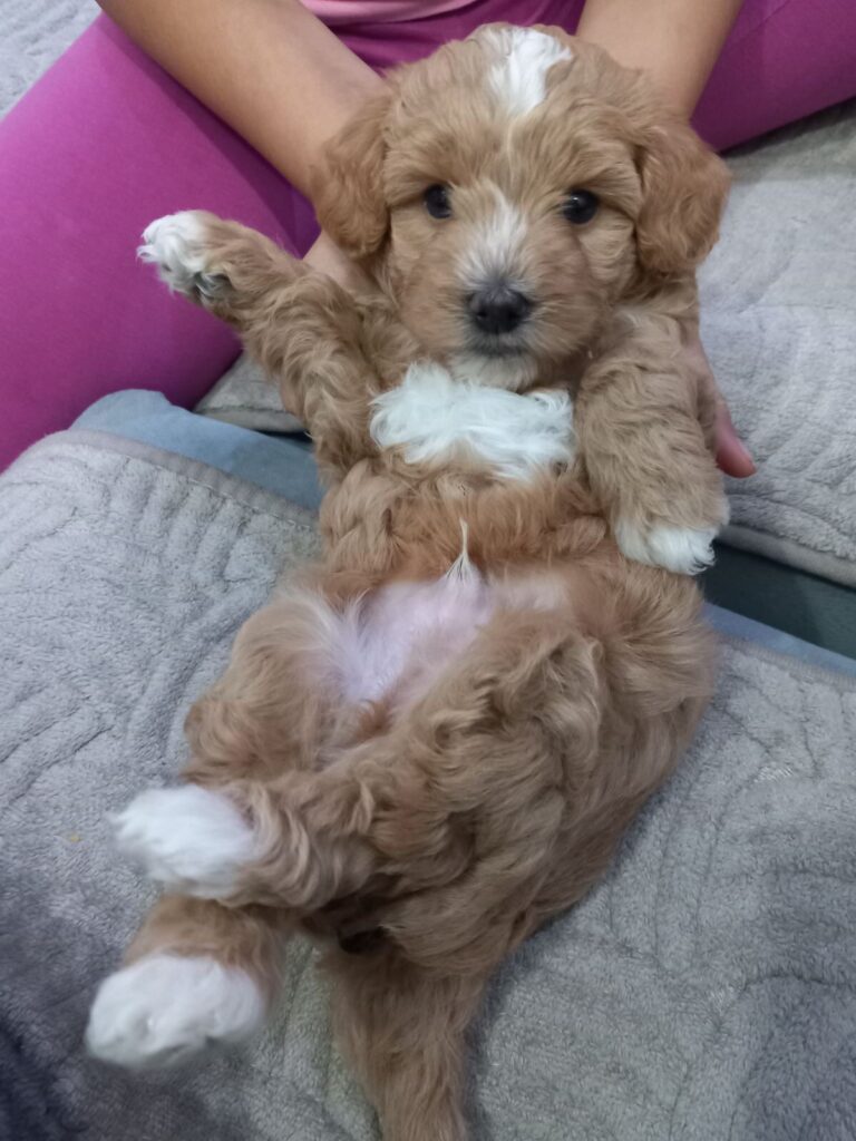 Maltipoo prelepi štenci