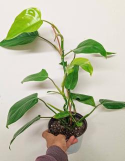 Philodendron Emerald Green