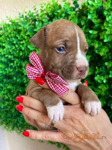 Pit Bull terijer prelepi stenci