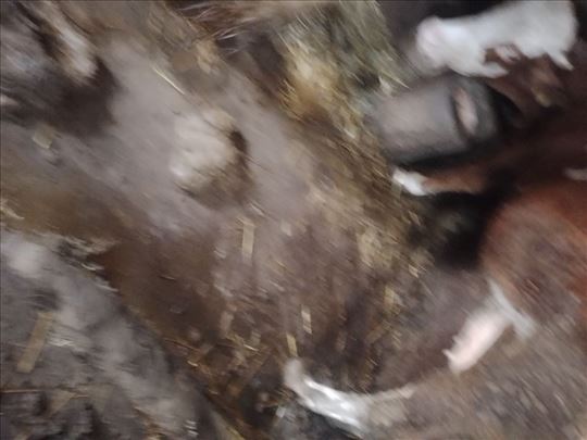 Krave