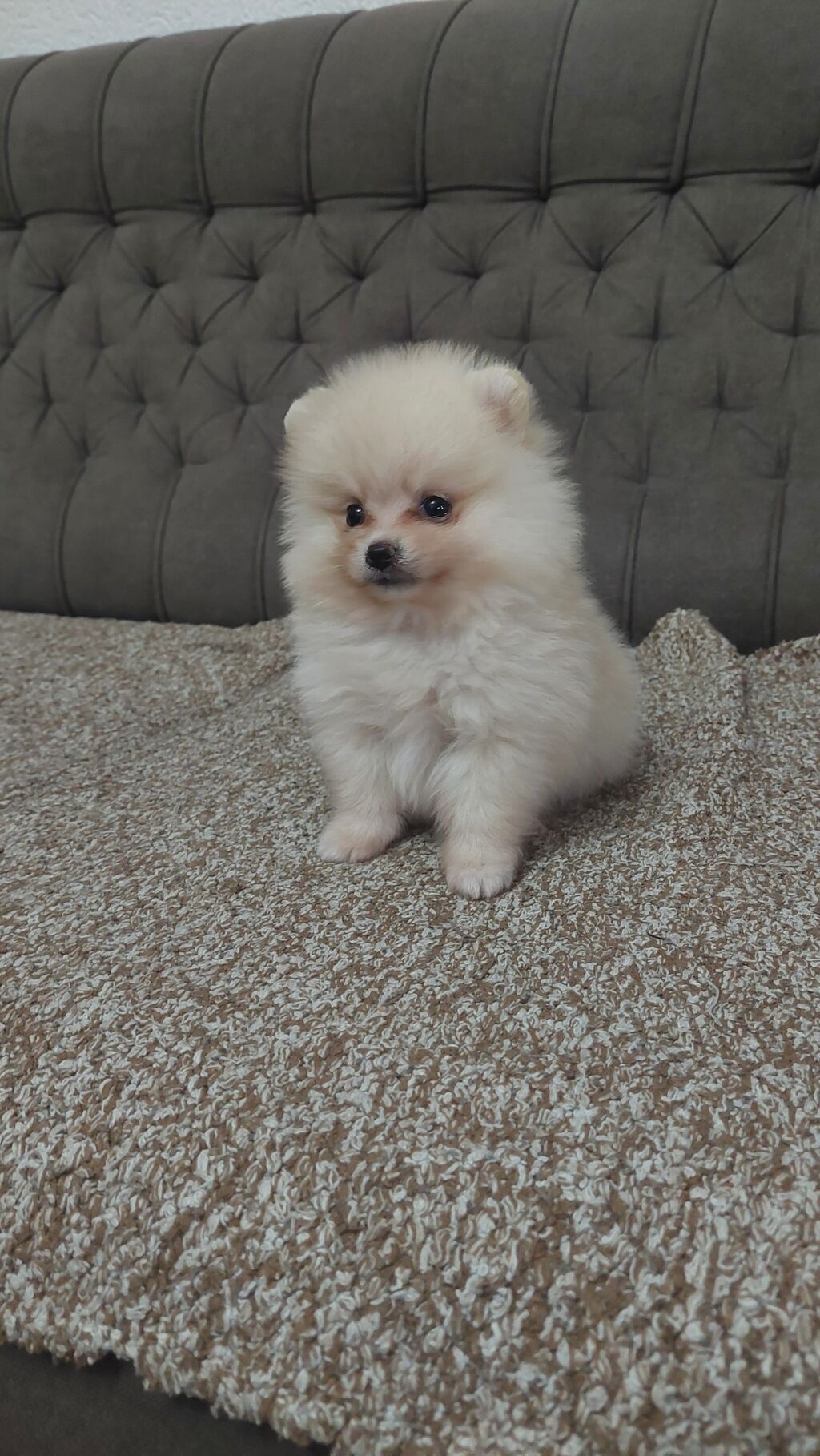       #pomeranianboo #pomeranian #pomeranianlove #pomeraniansoftiktok