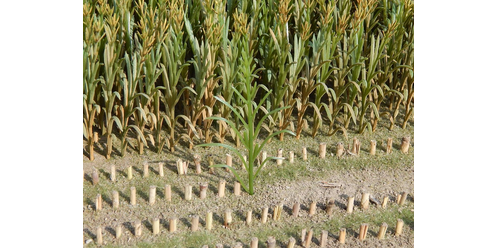 Juweela 23288 Corn Plants (Maize) - Green (50 pcs)