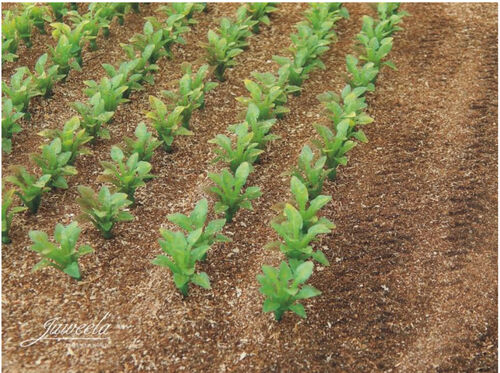 Juweela 23387 Sugar Beet Plants (50 pcs)