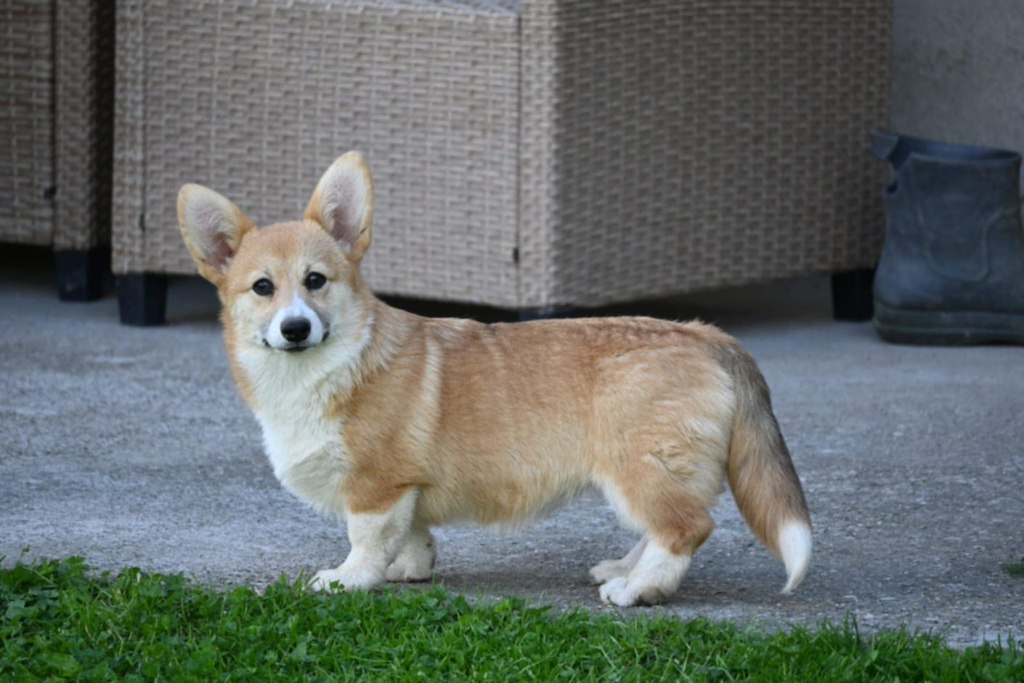 Velski korgi Welsh Corgi Pembroke
