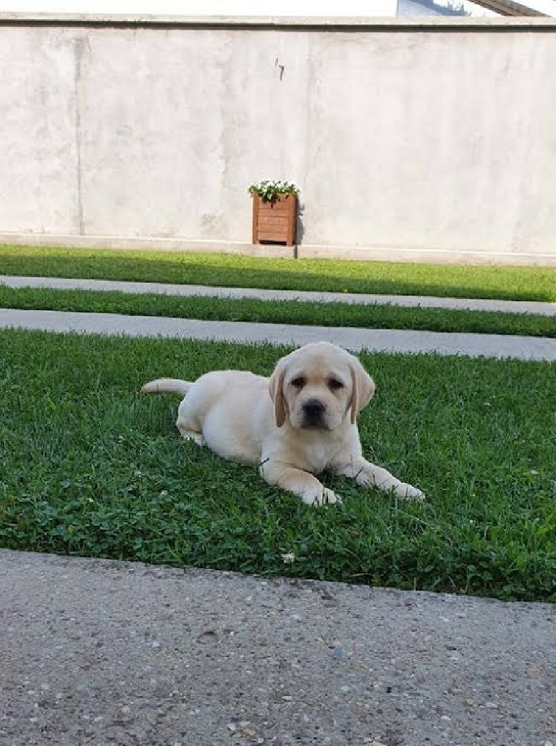 LABRADOR stenci