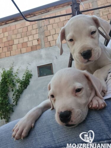 Dogo argentino štenci